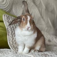 LLM推理加速的文艺复兴：Noam Shazeer和Blockwise Parallel Decoding - 知乎