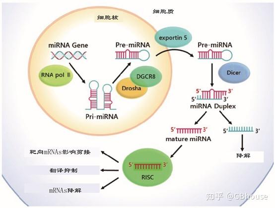 miRNA研究策略及实验设计和实操作干货 - 知乎