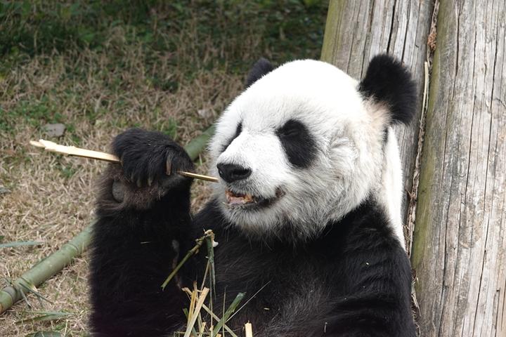 解密丫丫和乐乐基因之谜 知乎