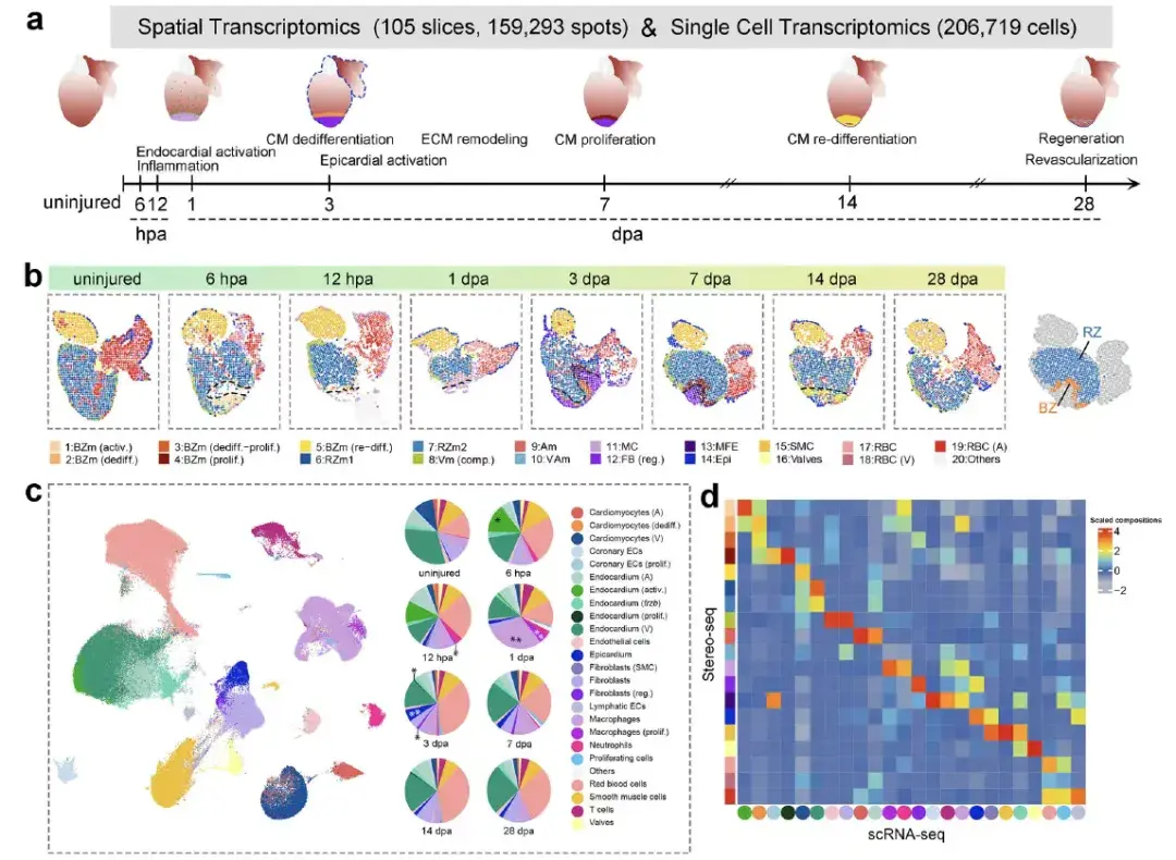 Nat. Commun | 首个斑马鱼心脏再生全过程高分辨率时空图谱！Stereo-seq助力揭示心脏再生核心事件 - 知乎