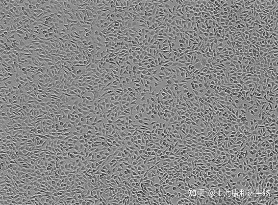 L929细胞：探索免疫的关键细胞模型 - 知乎