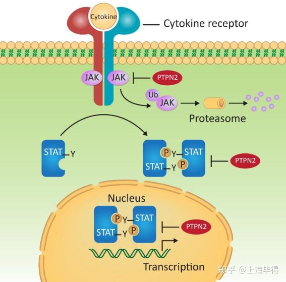 取代PD-1？PTPN2/PTPN1抑制剂ABBV-CLS-484带来研究新方向 - 知乎