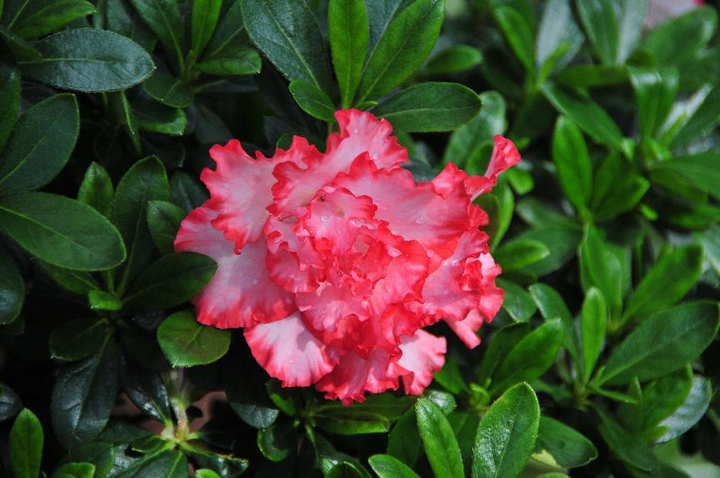 史上最全杜鹃花科普 - 知乎