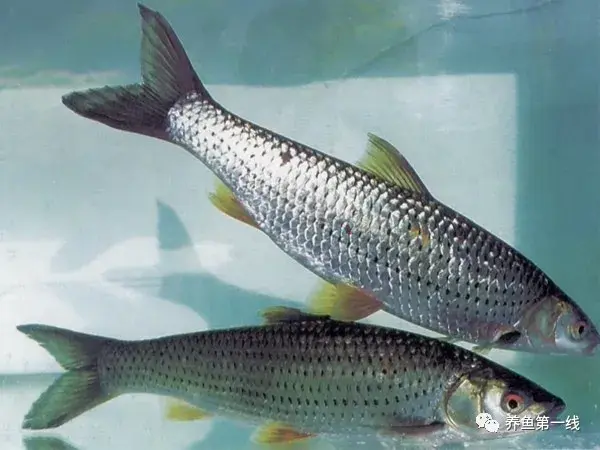 鲤科雅罗鱼亚科7种：丁鱥（丁桂）、赤眼鳟、鳡鱼、鯮鱼、鳤鱼、赤梢鱼、拟赤梢鱼 - 知乎