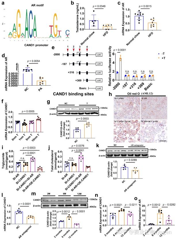 哈尔滨医科大学潘振伟团队发现调控NAFLD疾病进程的新型蛋白CAND1 - 知乎