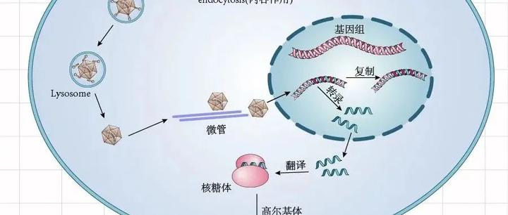 一文读懂重组腺病毒载体的功能及原理 知乎
