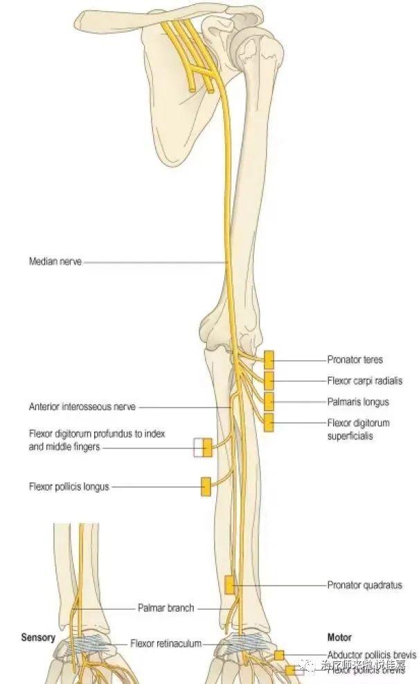 神经张力测试 - 知乎
