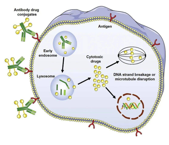CAS157922-77-5 Duocarmycin TM 倍癌霉素 TM ADC抗体分享 - 知乎