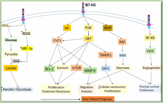 【2025 ASCO前沿速递】小细胞肺癌治疗靶点少？国产ADC或将破局 - 知乎