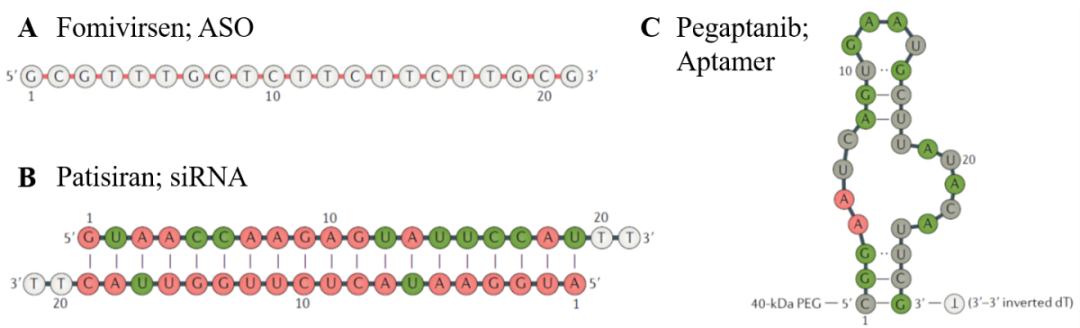 关于反义寡核苷酸ASO？ - 知乎