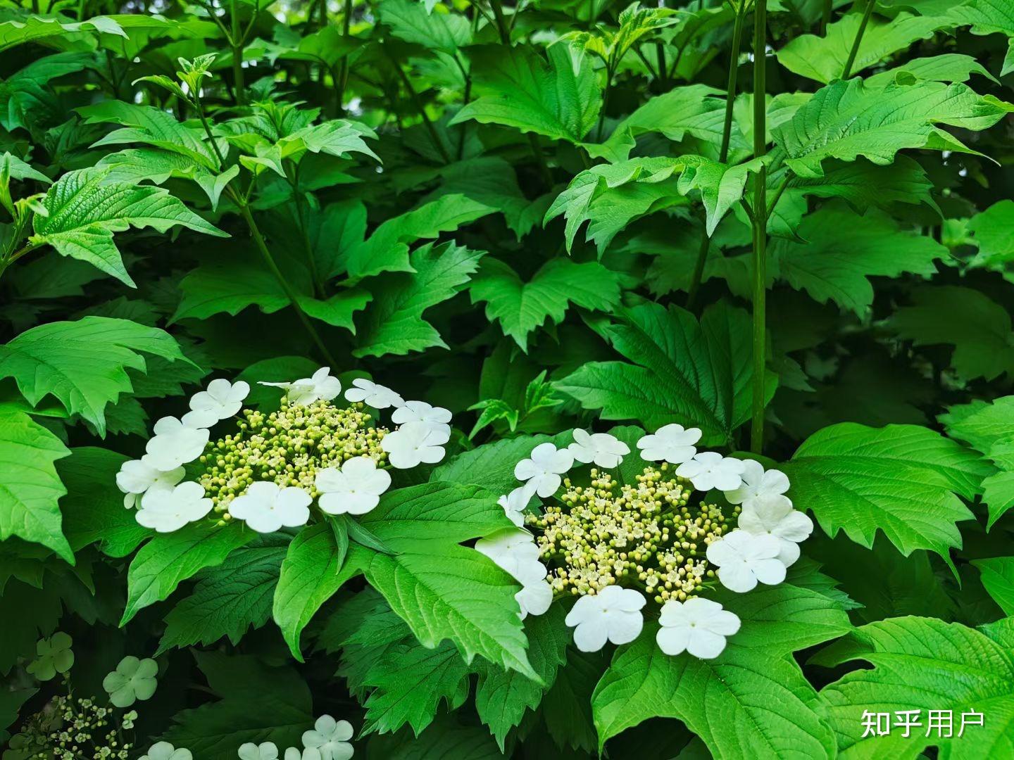 PPBC中国植物图像的的地位是如何得来的? - 知乎