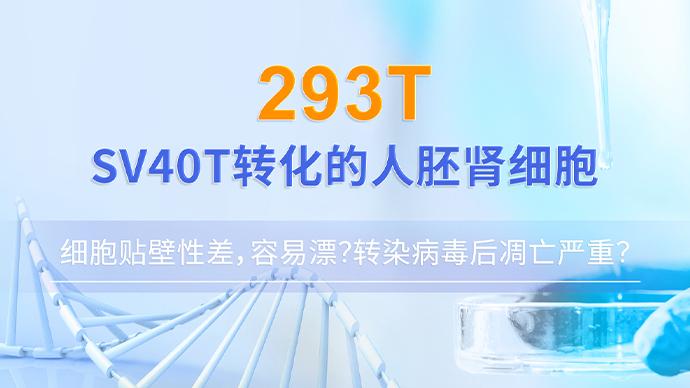 细胞学堂|293T细胞贴壁性差，容易漂？转染病毒后凋亡严重？293T培养诀窍盘点！ - 知乎