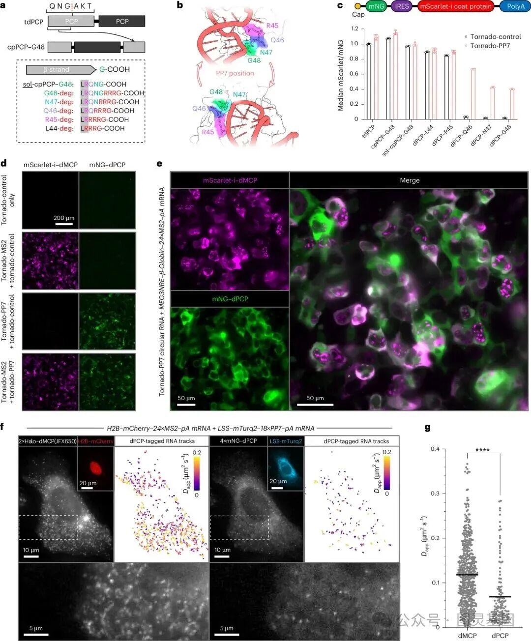 Nat Met ｜活细胞中不同mRNA的多色成像 - 知乎