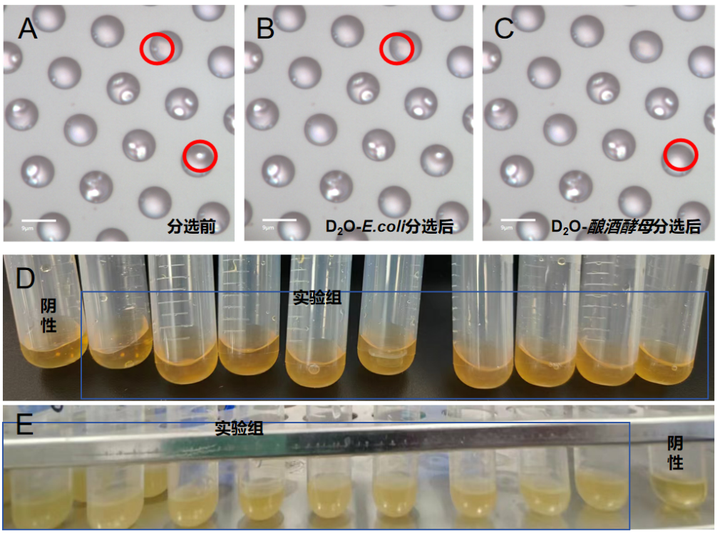 单细胞分选丨基于D2O-Raman-LIFT的活性微生物单细胞分选培养 - 知乎