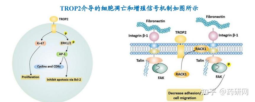 启德医药Trop-2 ADC申报临床 | 全球Trop2 ADC研发进展一览 - 知乎