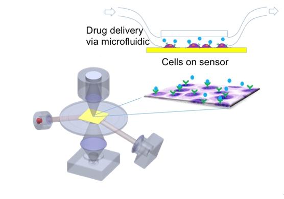 SPR Microscopy技术及细胞原位分子互作动态分析系统SPRm200介绍 - 知乎