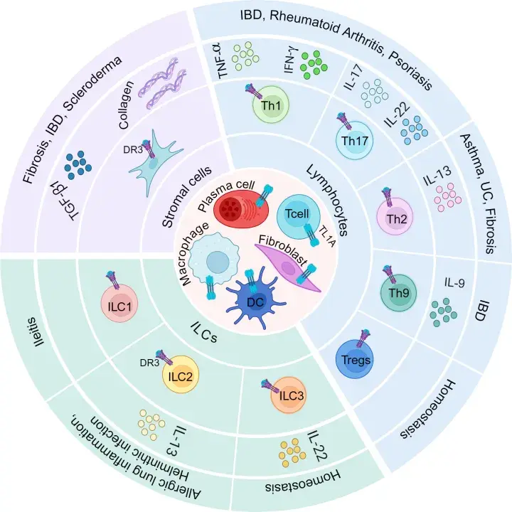 抗TL1A疗法角逐，MNC“心趴”上的炎症性肠病靶点 - 知乎