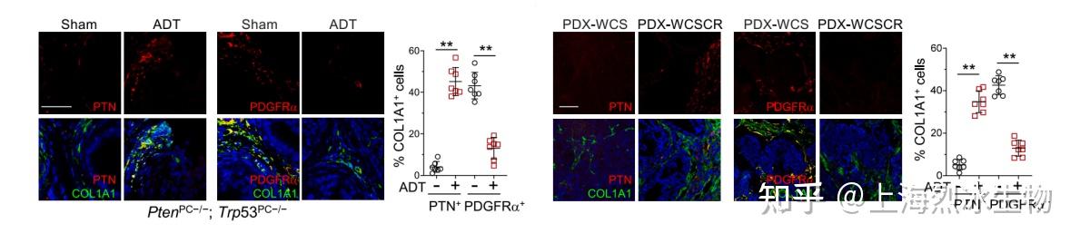 【烈冰助力】肿瘤顶刊Cancer cell 揭示抗雄激素治疗诱导基质细胞重编程以促进前列腺癌的去势抵抗 - 知乎