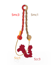 NCB|看Cohesin如何介导DNA双链断裂末端连接 - 知乎