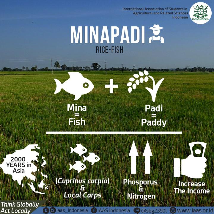 基于多元评价标准的Minapadi（稻鱼）综合养殖系统：堆肥和当地液态有机肥 - 知乎