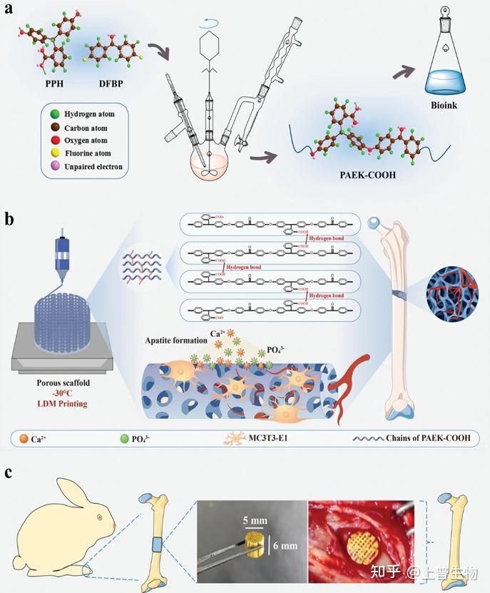 长春应用化学所栾世方教授团队利用SUNP BP11低温沉积3D打印含多级孔隙结构且可促进生物矿化的聚芳醚酮骨组织工程支架 - 知乎