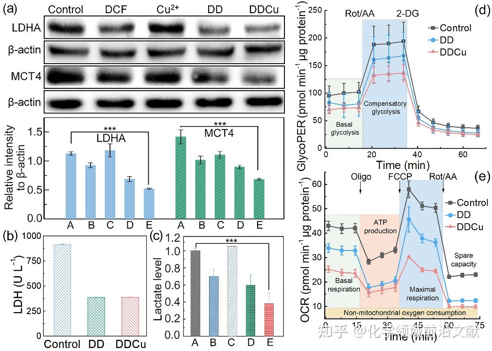 南京大学王晓勇/郭子建Sci. China Chem.：铜配合物重塑肿瘤能量代谢和免疫微环境 - 知乎