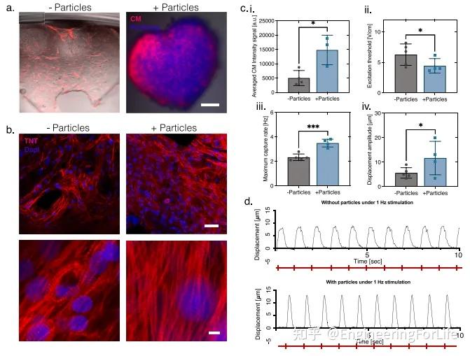 《Bioact. Mater.》：高机械稳定性的3D打印生物水凝胶 - 知乎