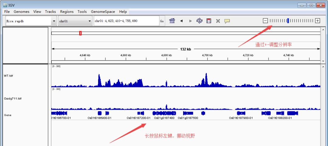 ChIP-seq/DAP-seq/ATAC-seq/CUT&Tag结果可视化-IGV使用攻略 - 知乎