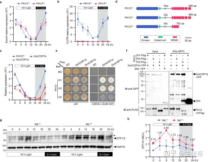 NC｜PH13改善大豆的抗阴影特性，并增强了在高纬度地区产量(附审稿意见) - 知乎