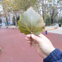 GPNPU--将CPU/DSP/NPU功能结合为一体的新型混合处理器 - 知乎