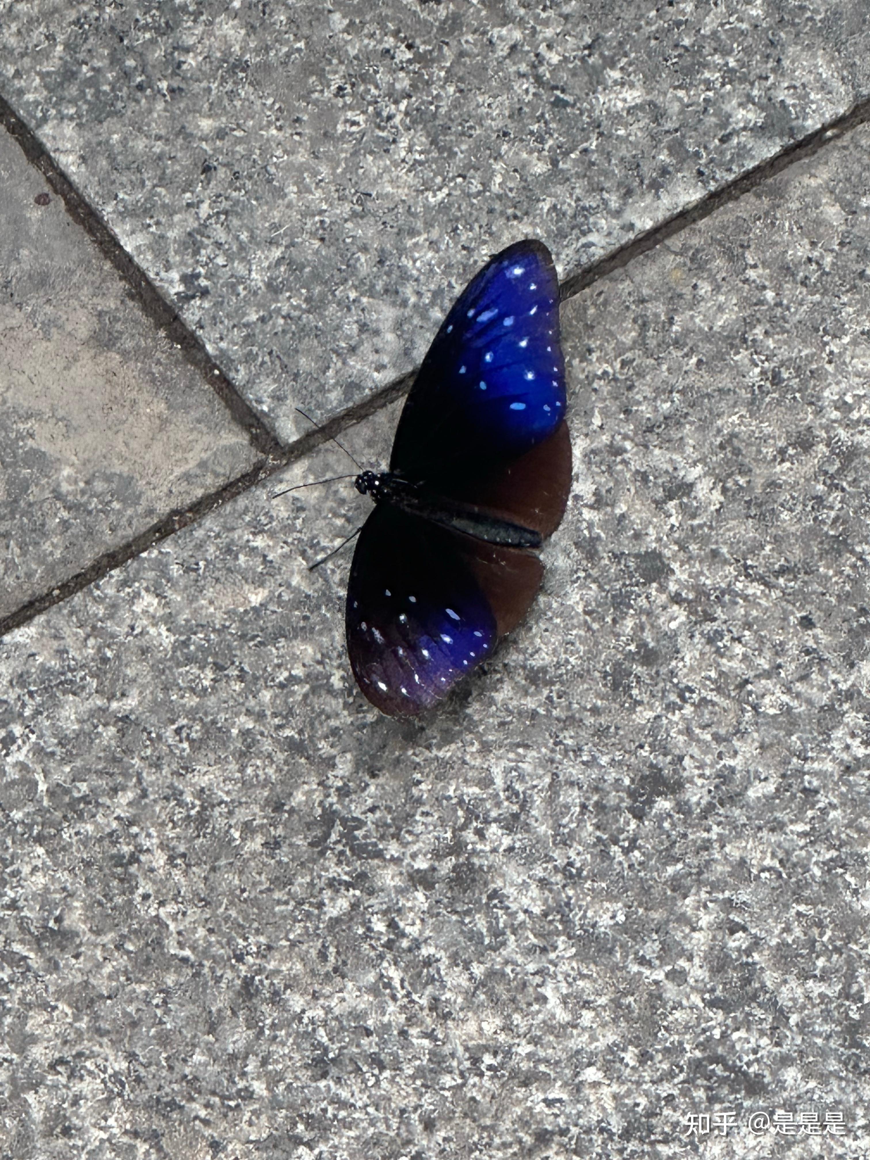 蓝点紫斑蝶 Blue-spotted Crow - 知乎