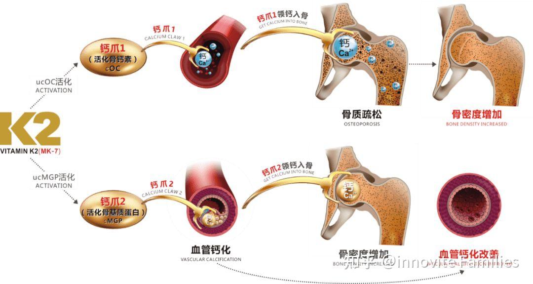 被遗忘的维生素、革命性的维生素： VK2，你知道它从何而来吗？ - 知乎
