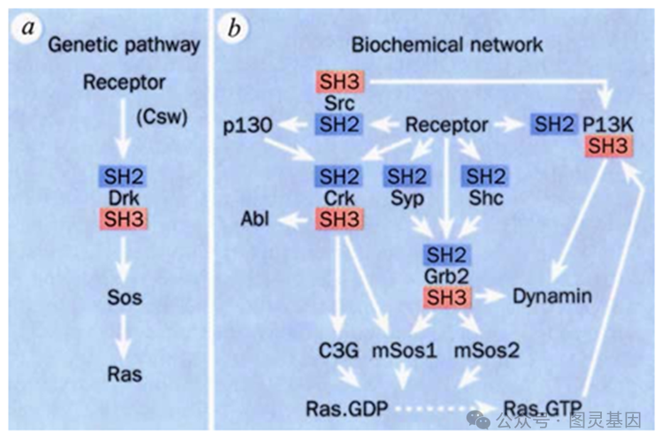 Nature | 经典回顾Tony Pawson神作：蛋白质模块与信号网络——生命信息的分子密码 - 知乎