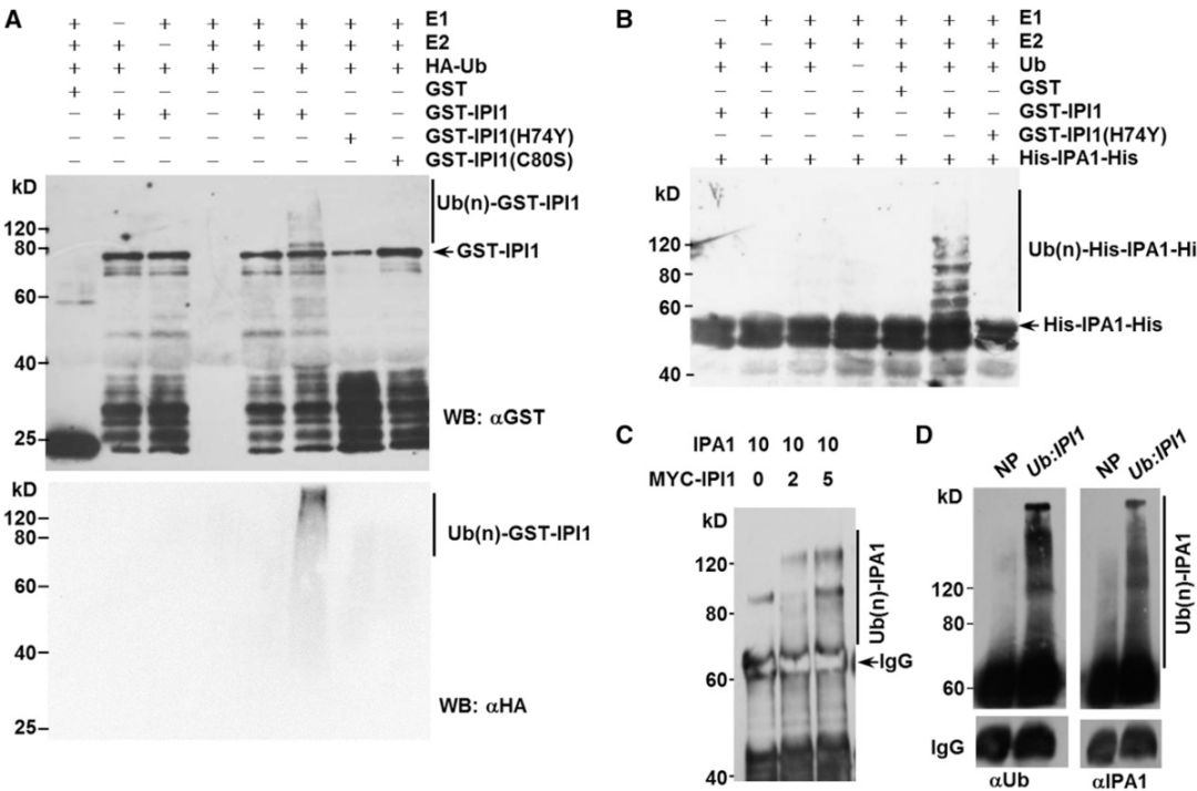 转录因子IPA1，次次都能发顶刊是怎么做到的？ - 知乎