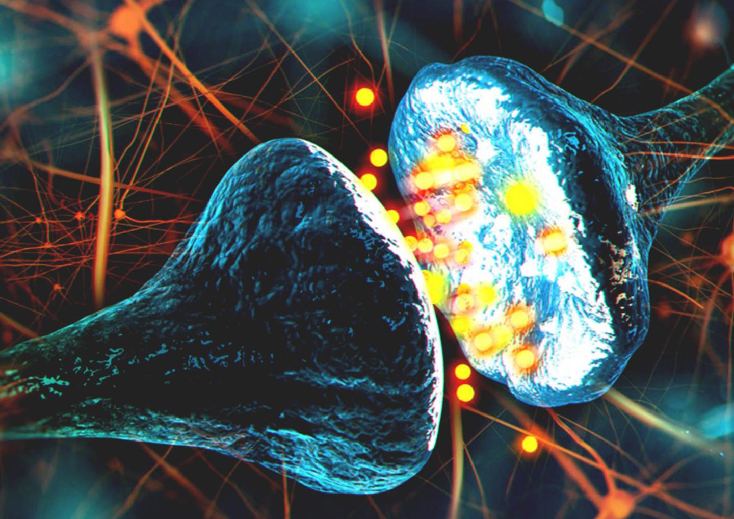Mechanism of Brain Aging and Methods of Reversing Brain Aging - 知乎