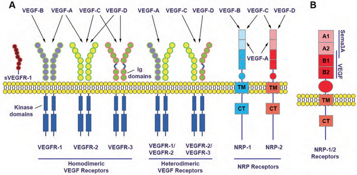 经久不衰的抗肿瘤靶点VEGF - 知乎
