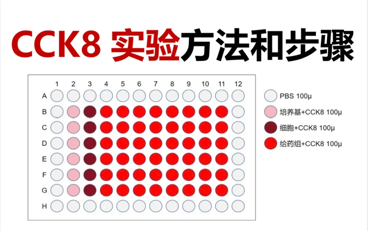 5分钟掌握CCK8实验！从原理到避坑指南，细胞增殖检测一篇就够了 - 知乎