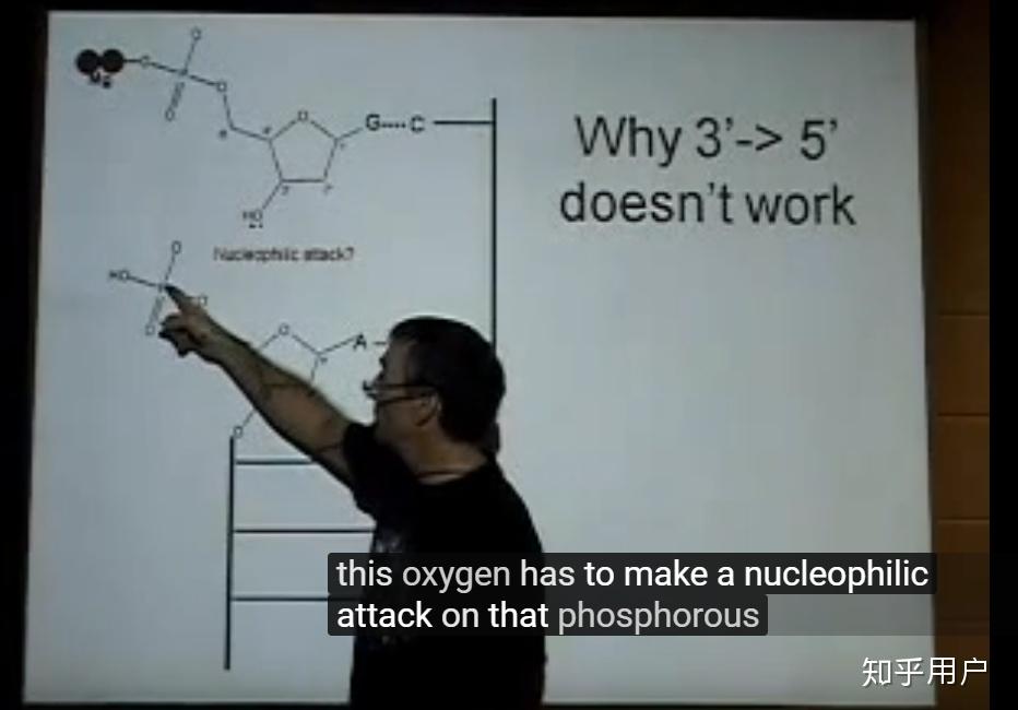 为什么DNA复制时只能由5'到3'? - 知乎