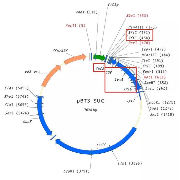 【支招】膜体系酵母双杂载体怎么选？ - 知乎