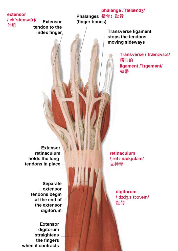 Muscle power 04 – tendons - 知乎