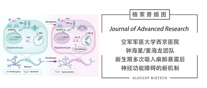 J Adv Res: 钟海星/董海龙团队报道新生期多次吸入麻醉暴露后神经功能障碍的新机制 - 知乎
