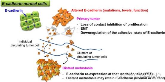 Cadherin蛋白家族：E-Cadherin - 知乎