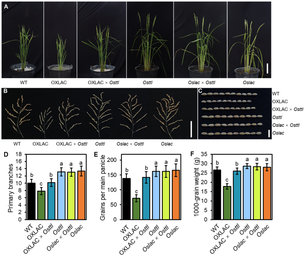 辨清敌我，统一战线——确定基因上下游关系（二） - 知乎