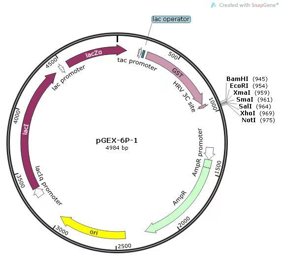 pGEX-6P-1质粒 - 知乎