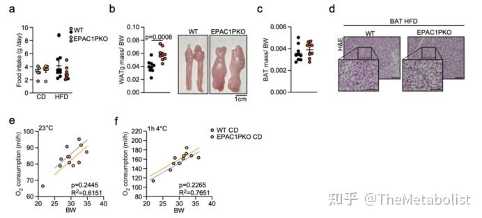 代谢学人--NCB: “热辣滚烫”的秘密：唤醒脂肪EPAC1 - 知乎