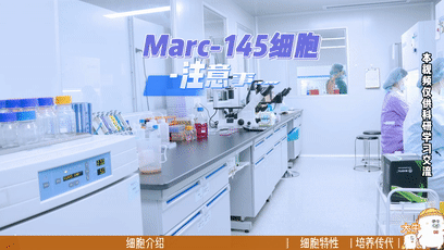 Marc-145细胞培养，非洲绿猴胚胎肾细胞培养攻略 - 丰晖生物 - 知乎