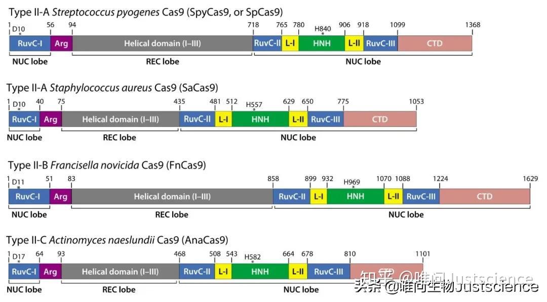 CRISPR-Cas9入门知识学习笔记 - 知乎