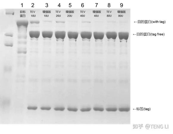 TEV酶的酶切位点 - 知乎