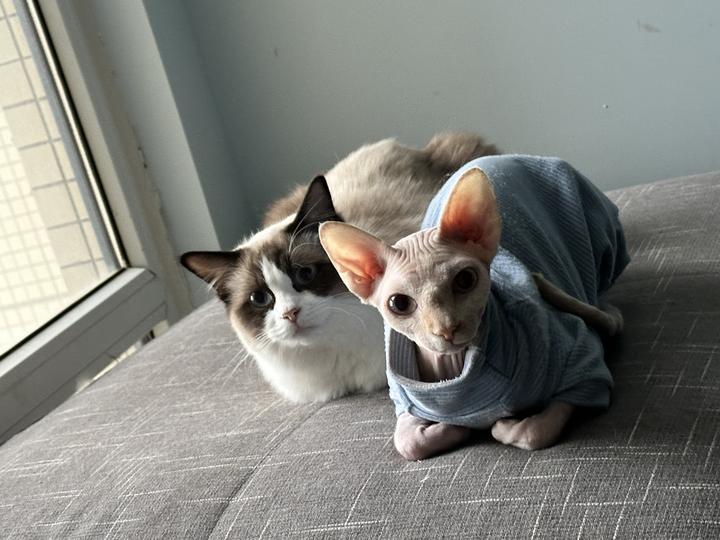 MLIR Structure - 知乎