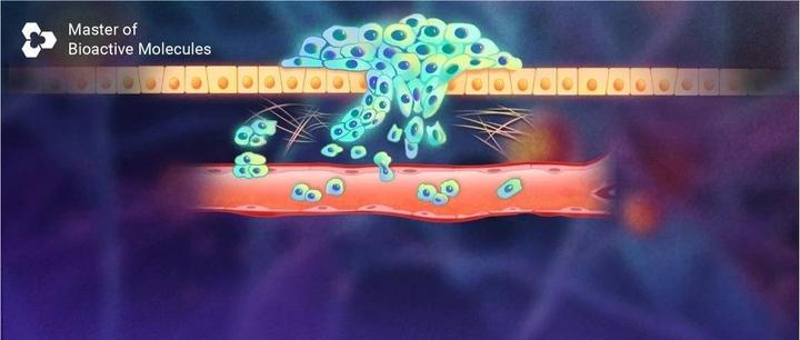 细胞迁移 VS 侵袭大不同！想要划痕和 Transwell 实验的实操？包会的！ | MedChemExpress (MCE) - 知乎